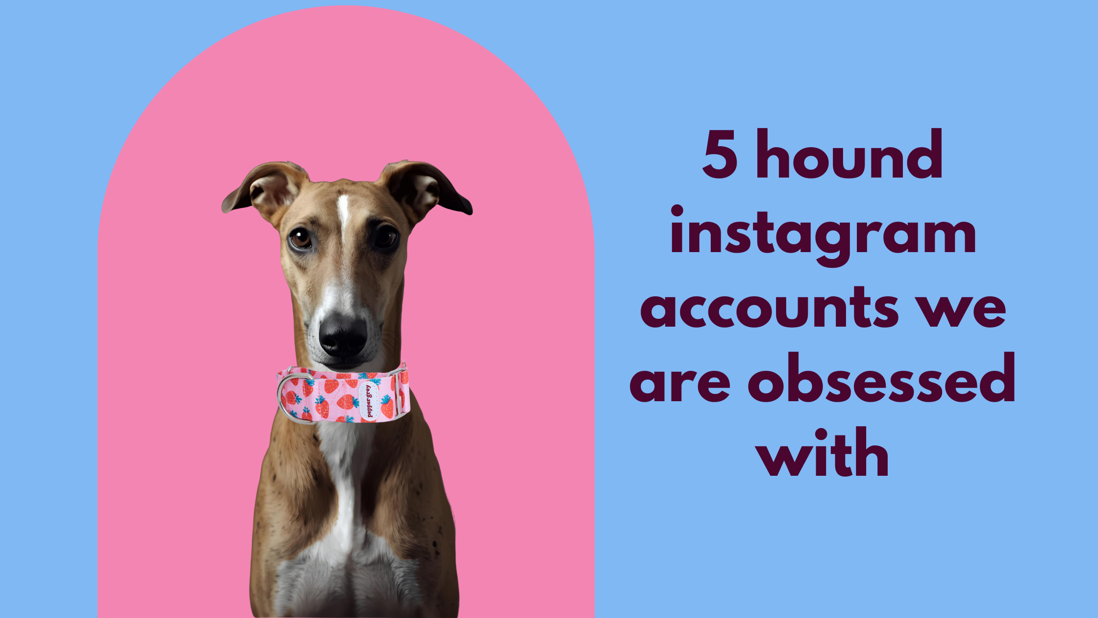 5 Hound Instagram Accounts We Are Obsessed With – Pepper Grey