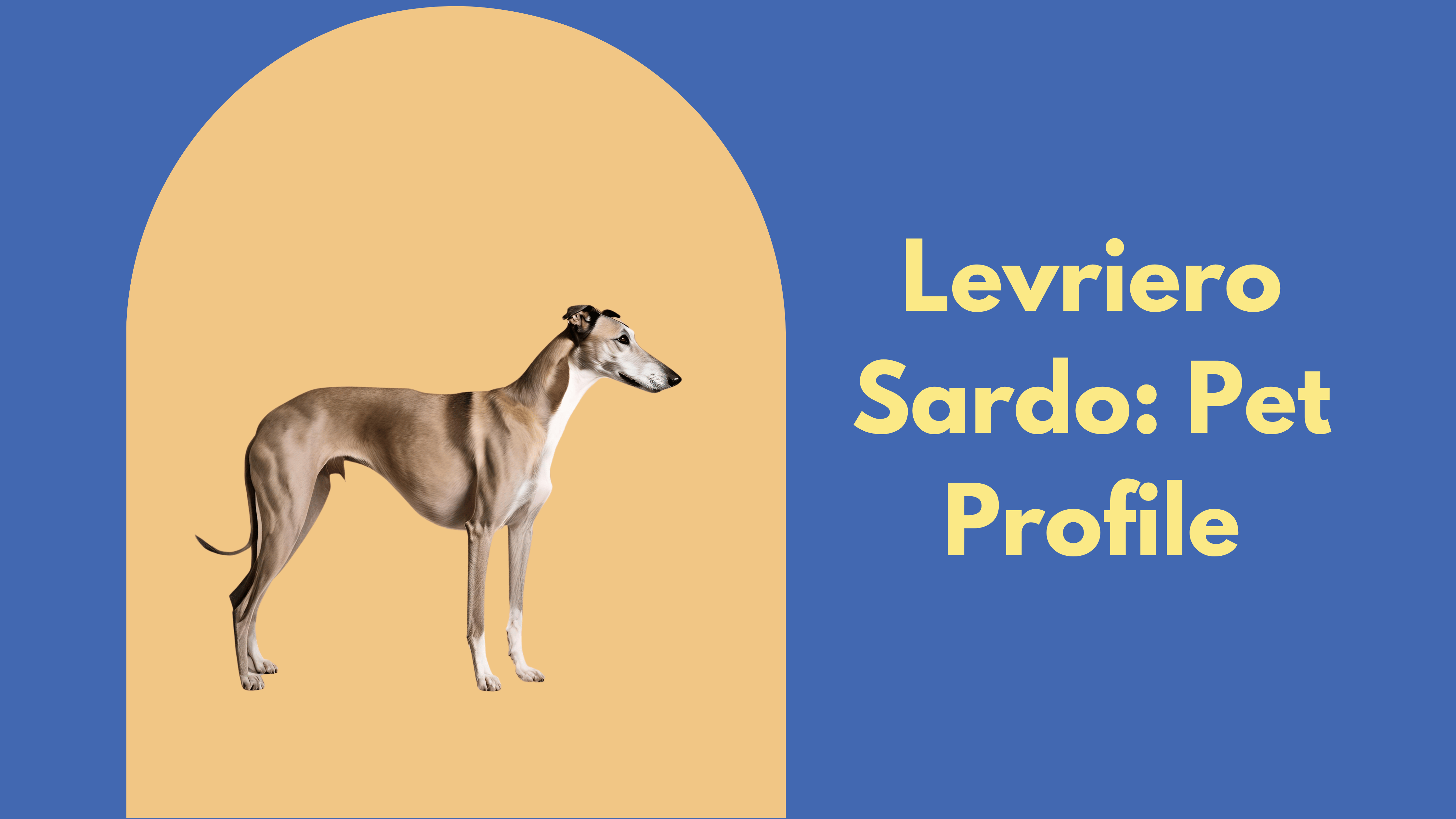 Levriero Sardo: Breed Profile, Care, and Characteristics – Pepper Grey