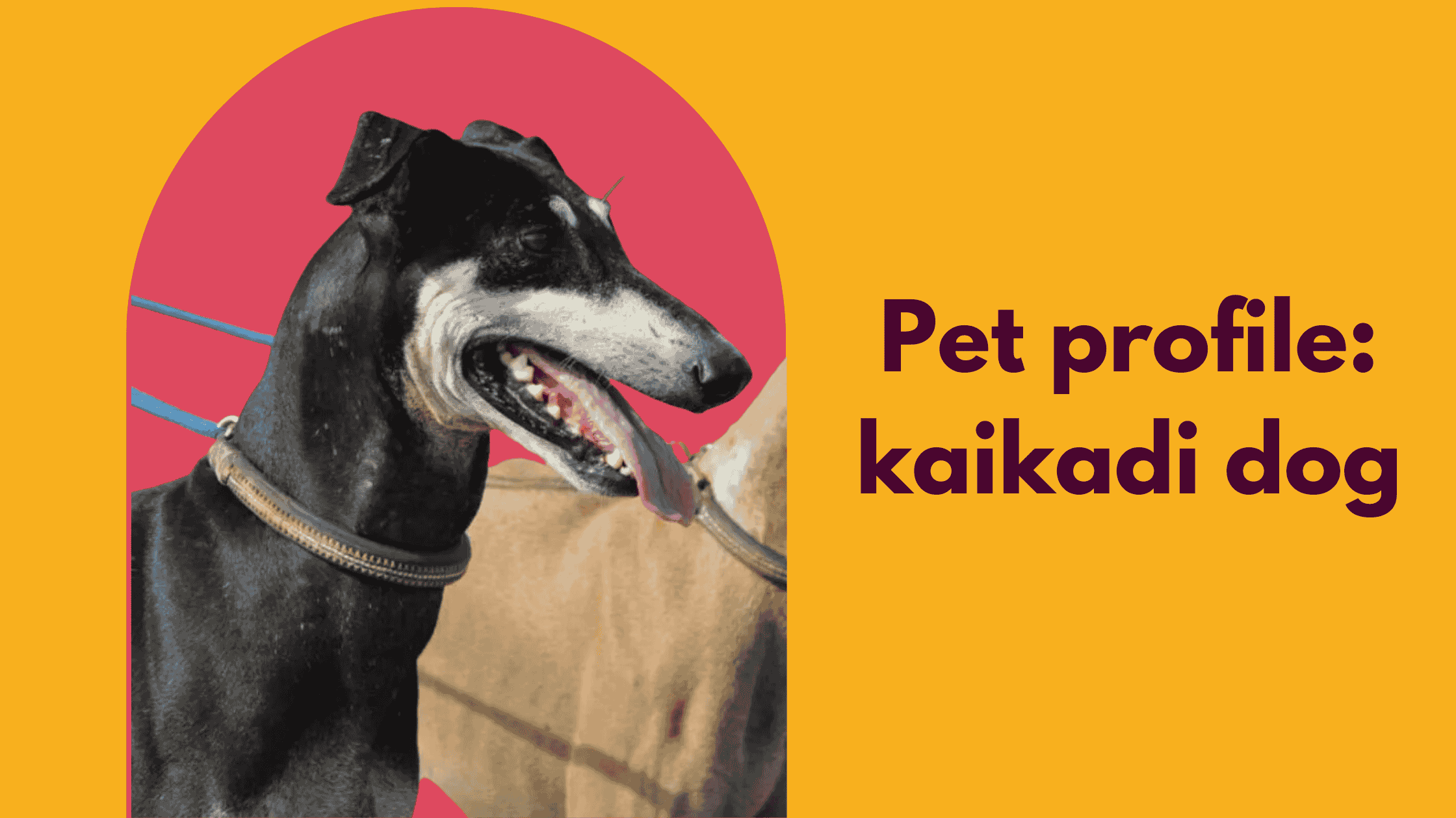 Kaikadi Dog: Pet Profile - Temperament, Care, and Exercise Needs ...