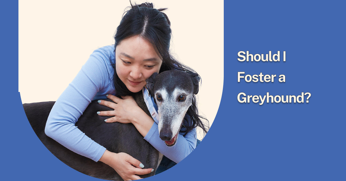 Should I foster a greyhound? – Pepper Grey
