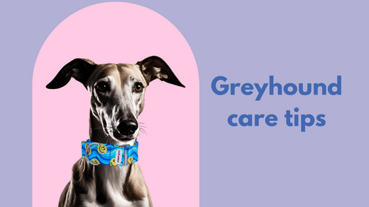 Greyhound Care Tips for New Parents - Pepper Grey