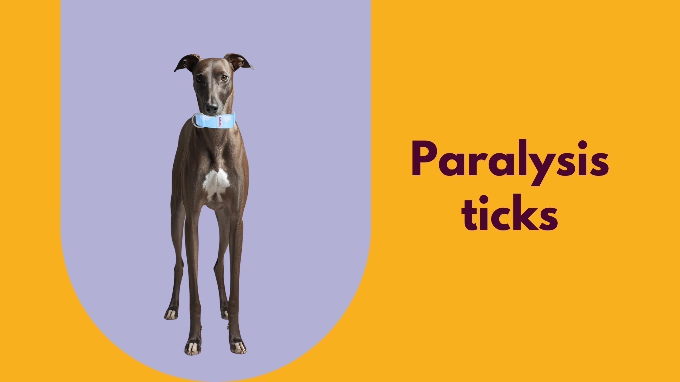 Tick Paralysis in Your Pet: What Every Greyhound Parent Should Know ...