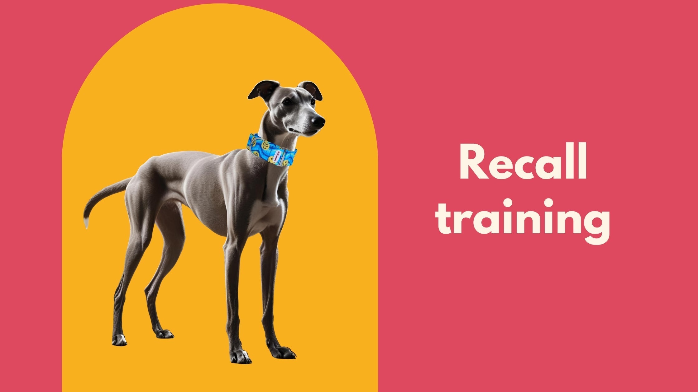 Recall training: A practical guide for pet parents – Pepper Grey