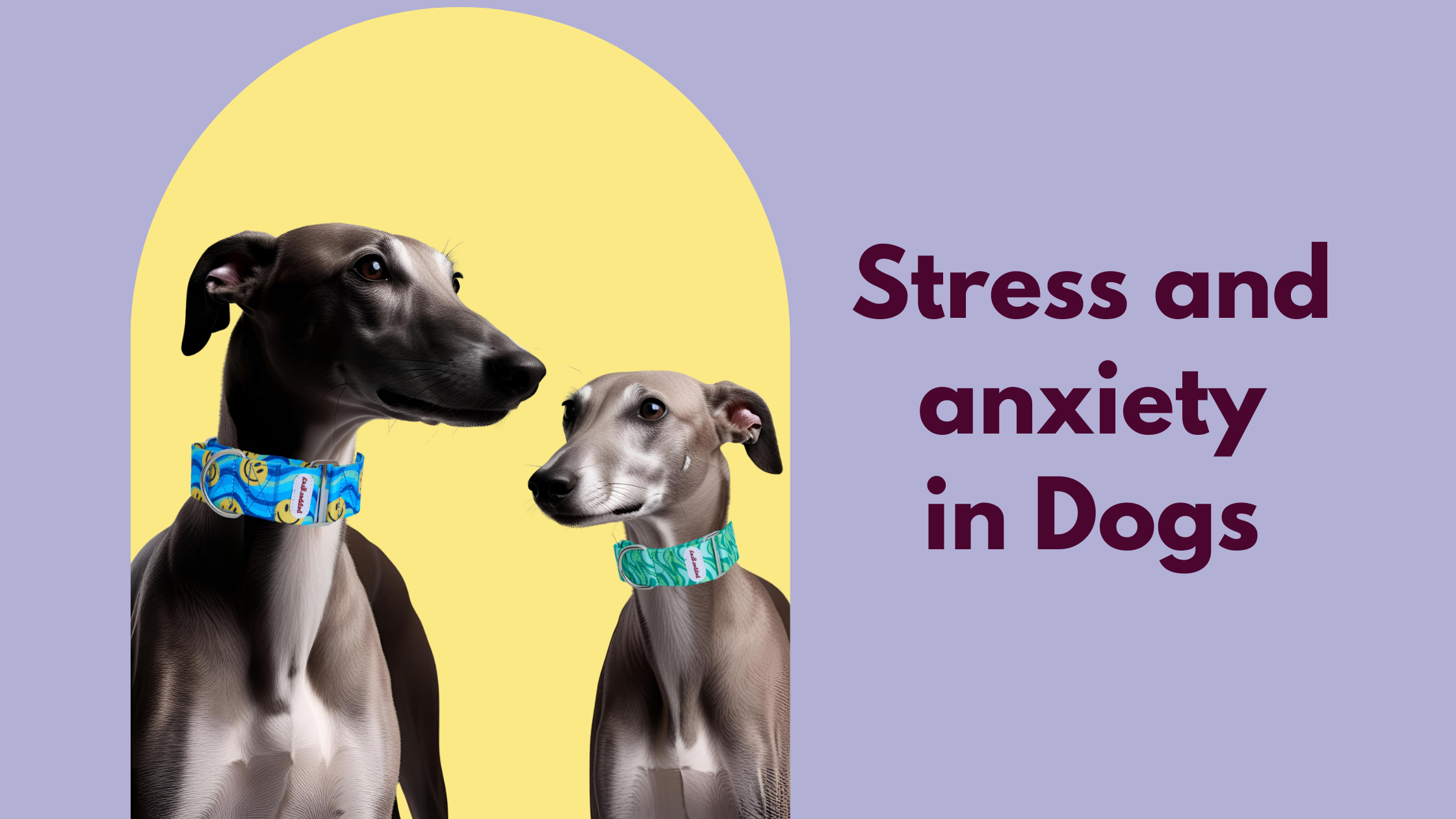 Stress and Anxiety in Dogs – Pepper Grey