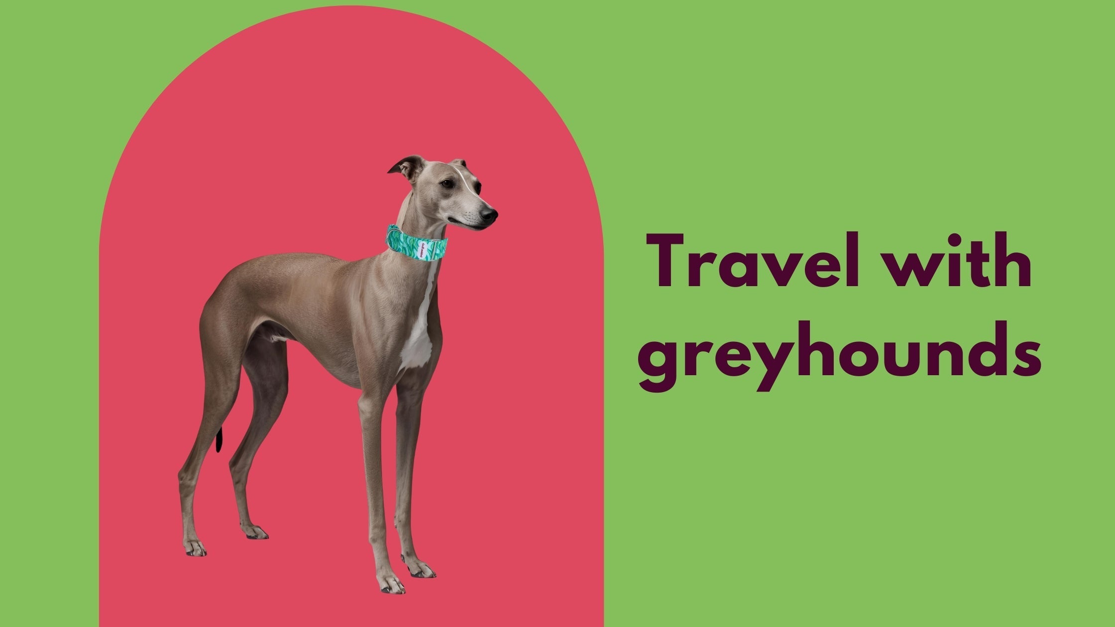 Travel with Greyhounds — Practical Tips for Safe & Comfortable Trips ...