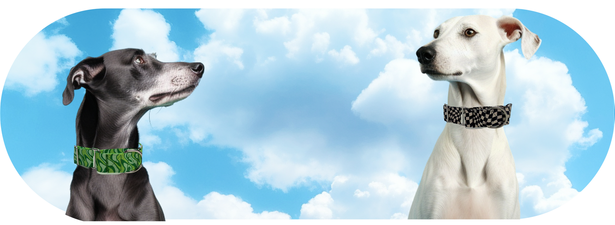 Pepper Grey: Martingale Collars for Greyhounds & Sighthounds Australia